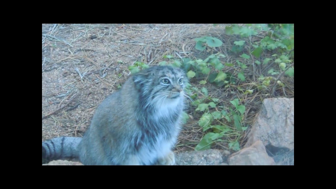 pallas cat at the zoo - YouTube