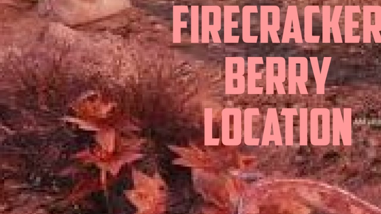 Fallout 76 - FireCracker Berry Location - YouTube