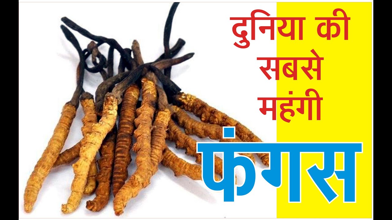 The World's Most Expensive Fungus || Himalayan Viagra || Yarsagumba ...