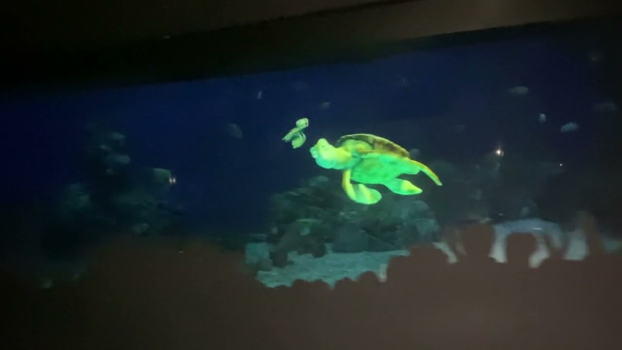 The Seas with Nemo & Friends - It's a Big Blue World Epcot Walt Disney ...