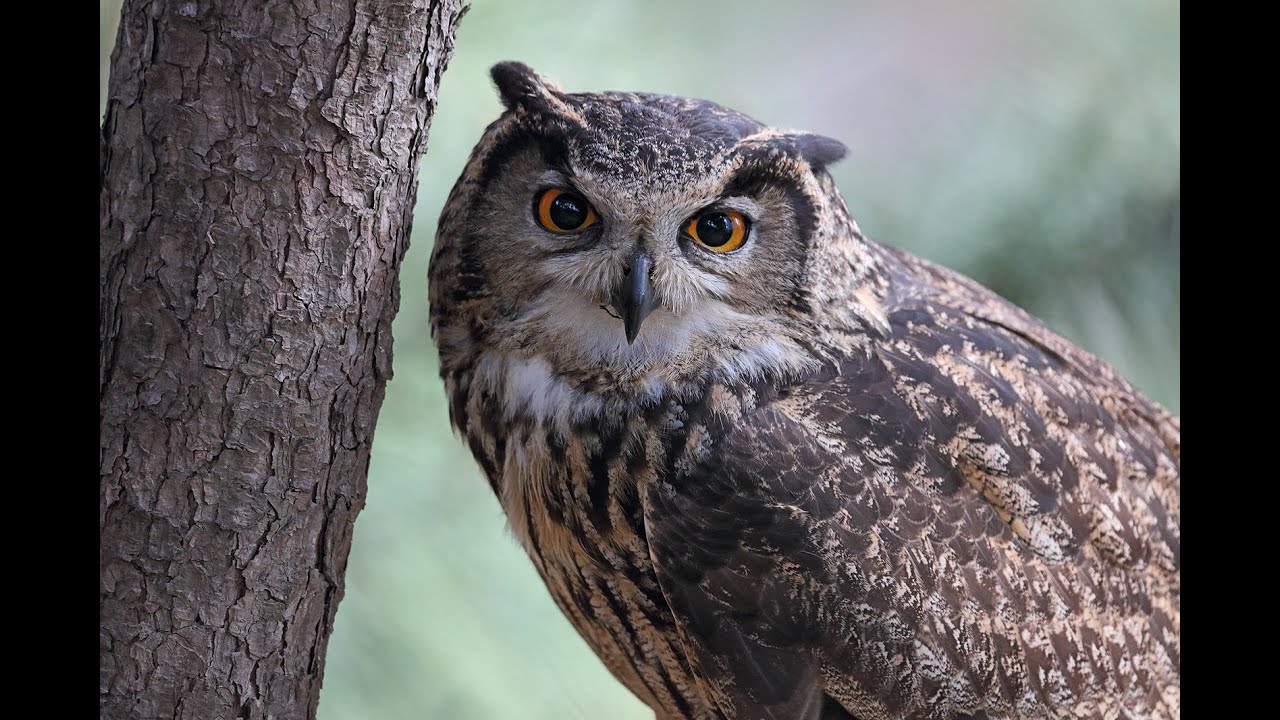 Korea eagle owl 수리부엉이 - YouTube