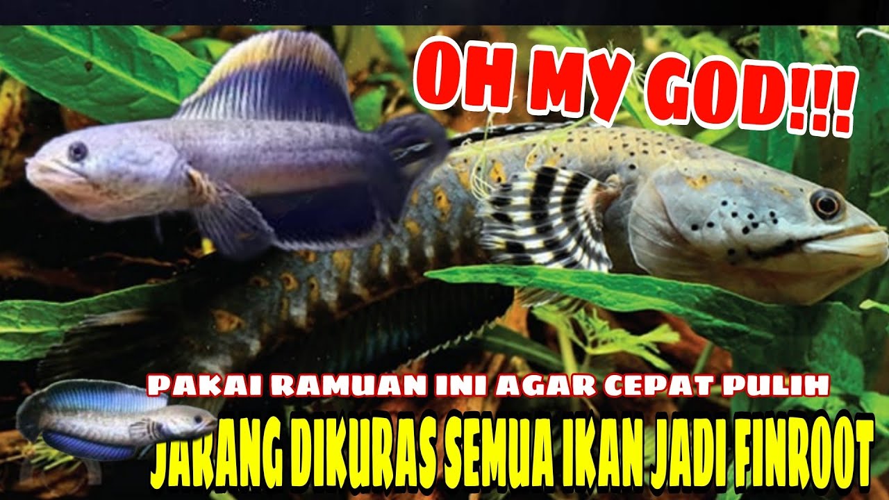 AGUS SYEDIH,,,,⁉️MUSIM HUJAN TIBA IKAN FINROOT SEMUA⁉️ - YouTube