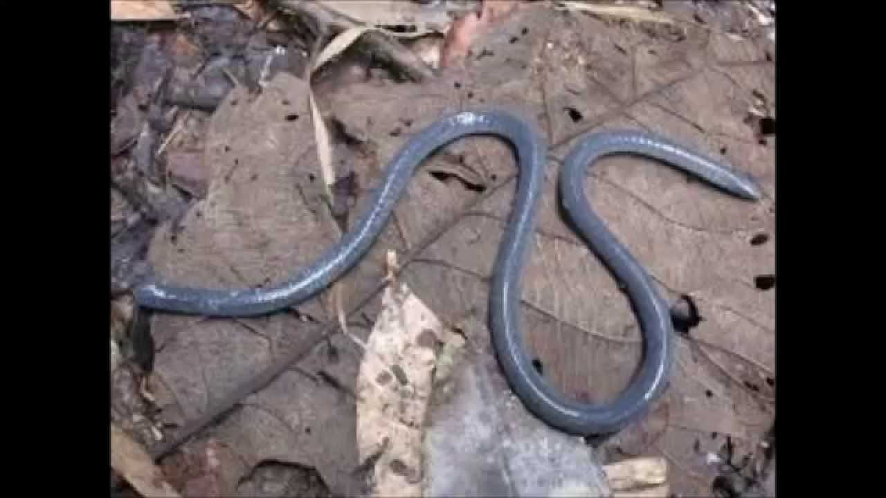 El Cutuchi Negro ; (Caecilia marcusi) - YouTube