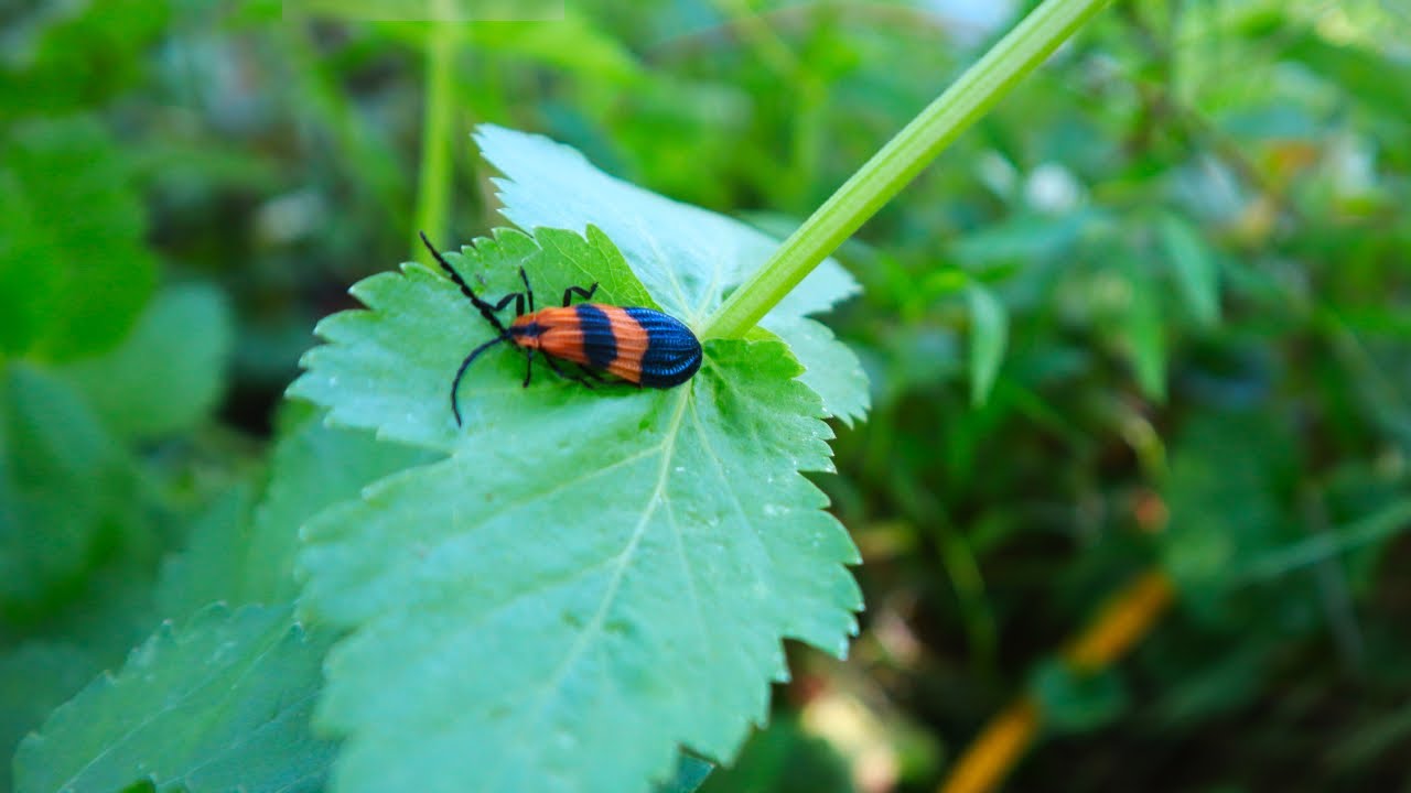 Have You Seen THIS Beetle?? The Netwing Beetle’s Role(s) in Your ...