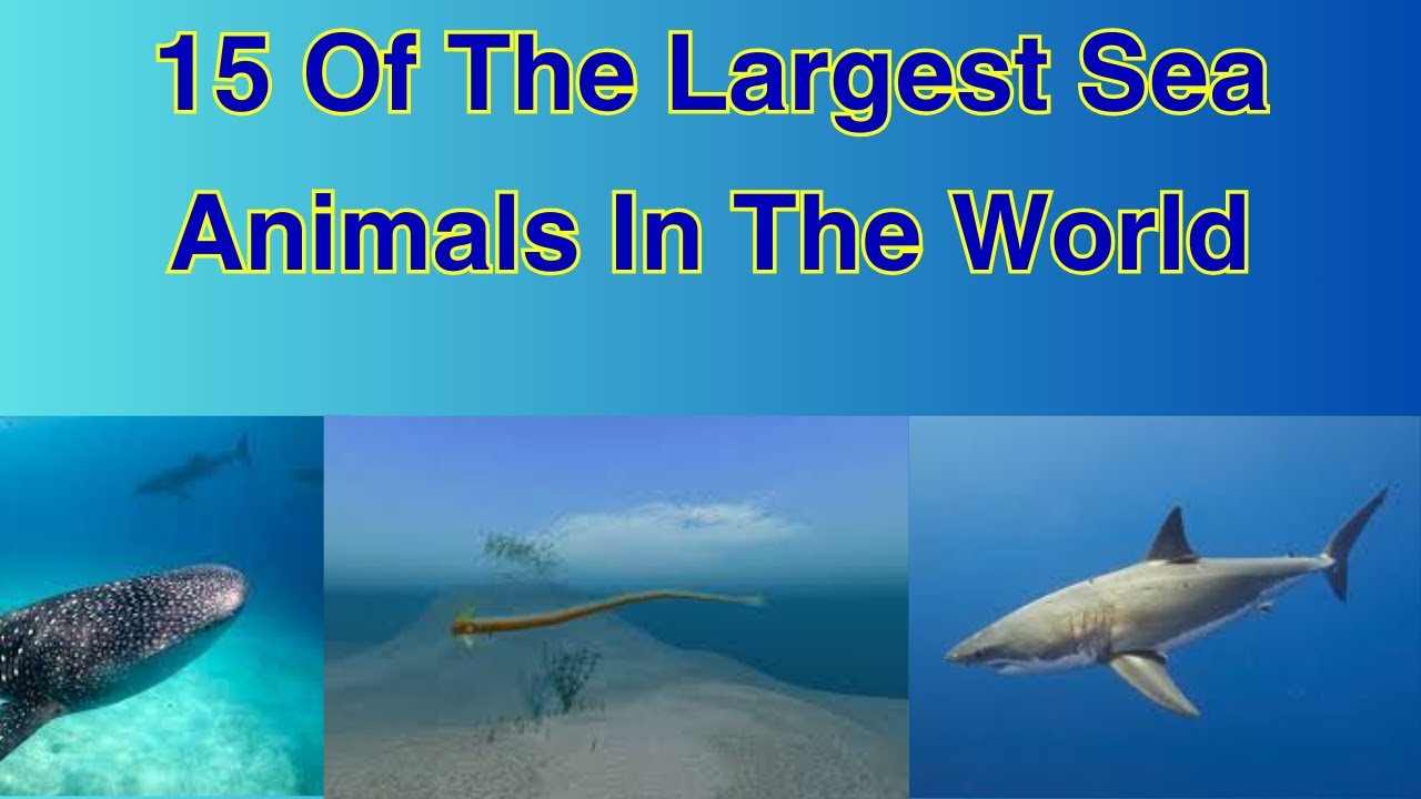 15 Of The Largest Sea Animals In The World - YouTube