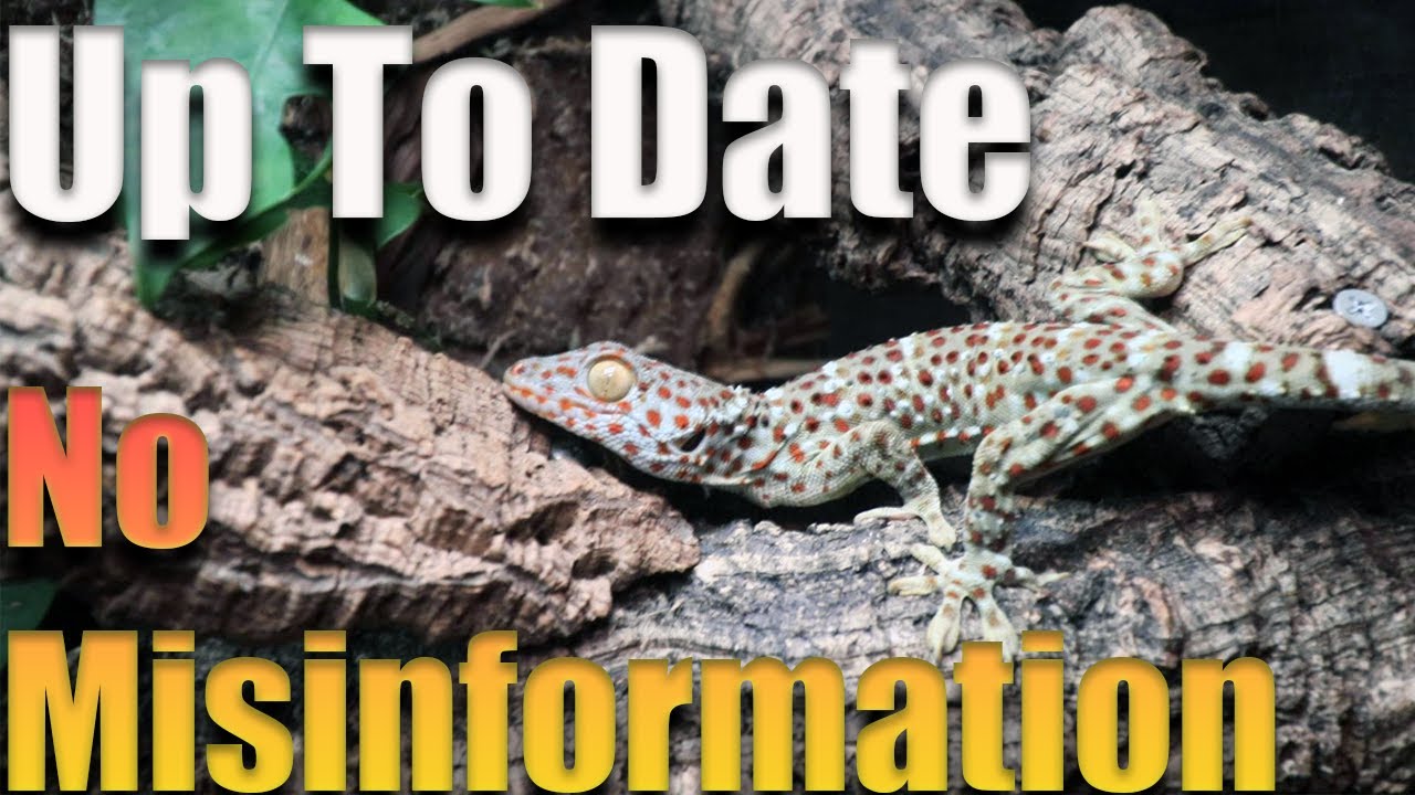 Tokay Gecko Care Guide 2024 [Complete Tokay Gecko Care] - YouTube