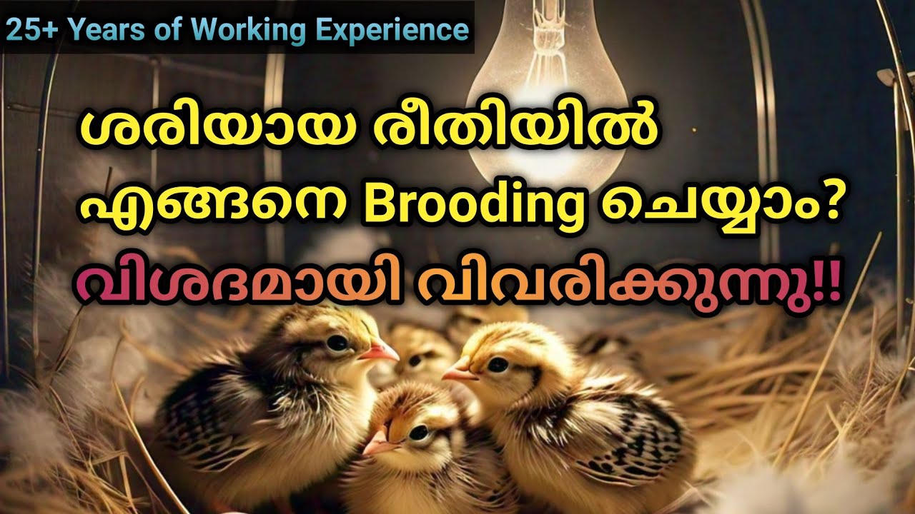 എങ്ങനെ Brooding ചെയ്യാം | Quail/Chicks Brooding Malayalam | Brooding ...