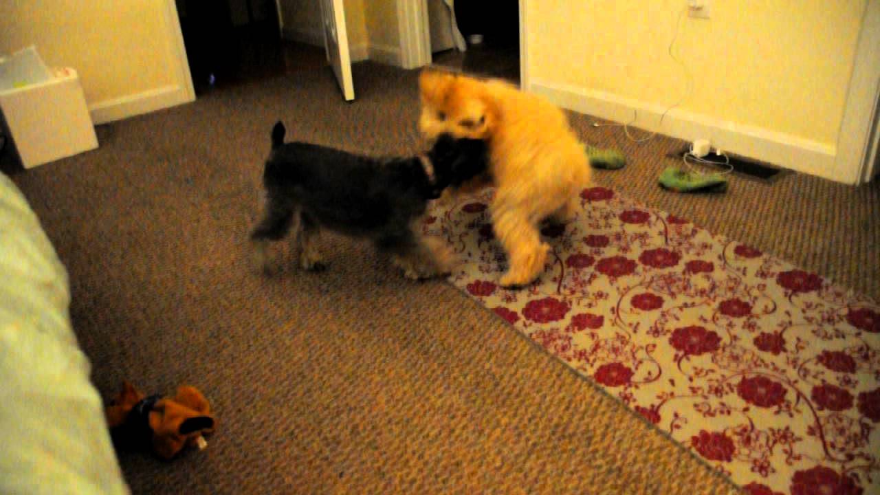 Cockapoo vs. Schnauzer - YouTube