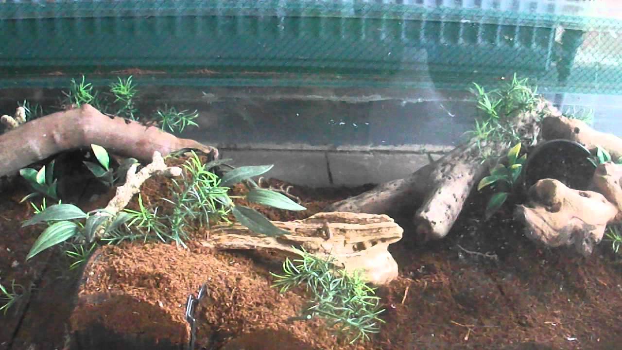 5ft Emperor Scorpion Set Up - YouTube