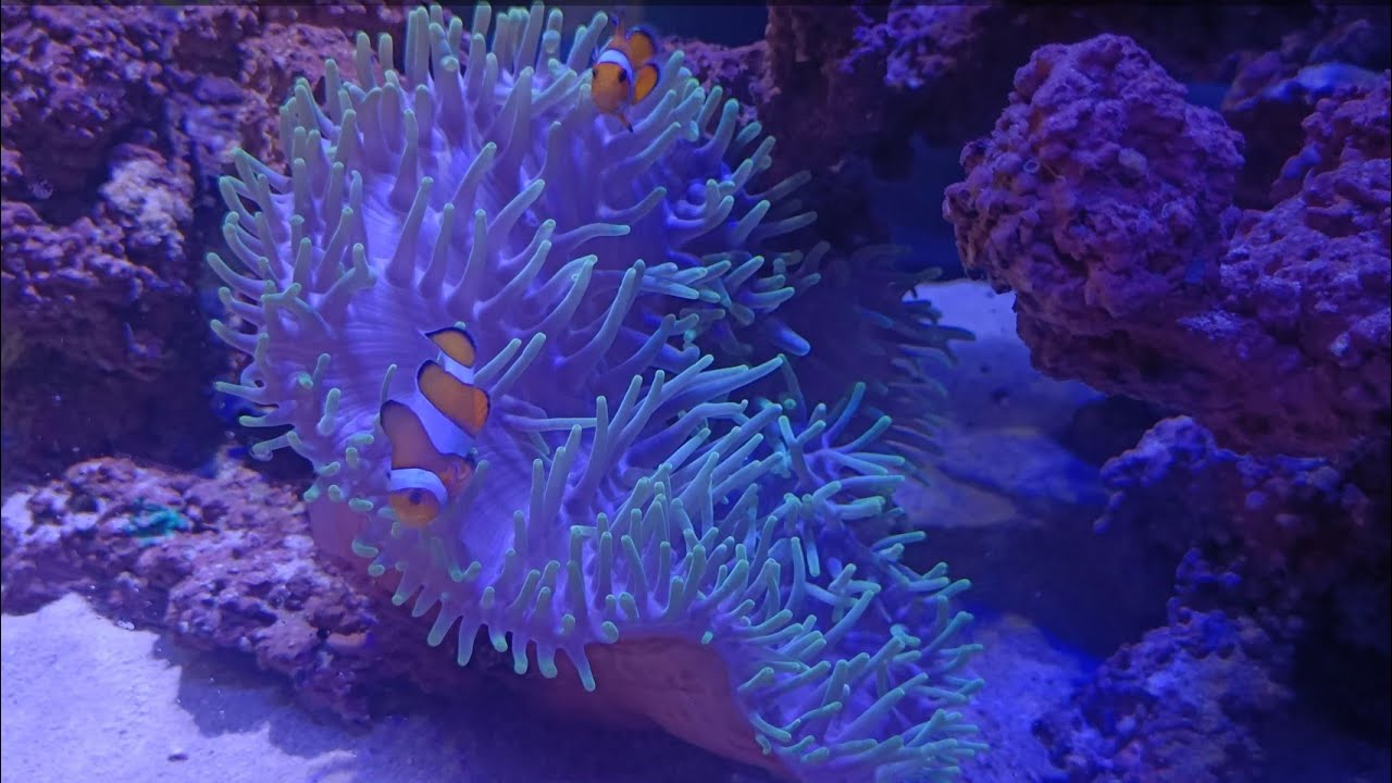 My First Long Tentacle Anemone | Placement, Lighting & Tips - YouTube