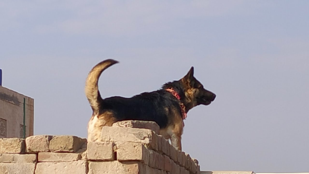 Jarman shafit Dog rat ko Agresew Konkar breed Fancy Pejan Bird Kaboter ...