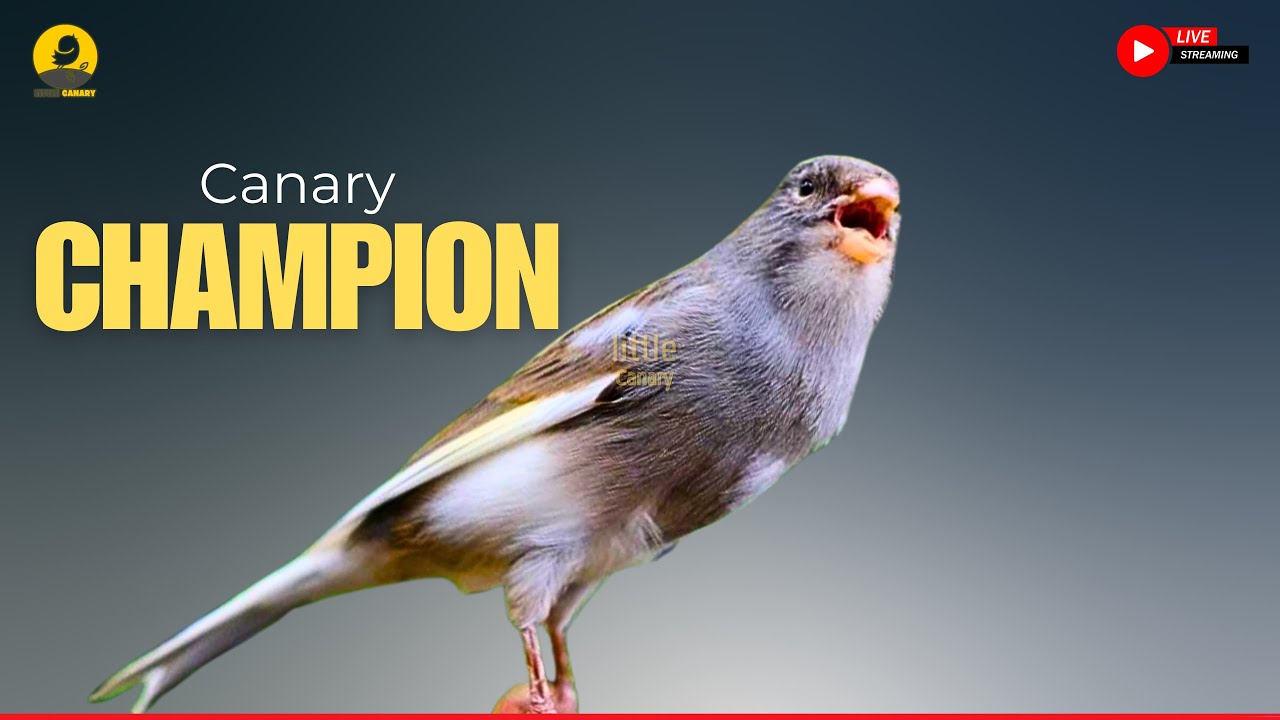 A Special Canary to Seduce All The Canaries - The Belgian Singing ...