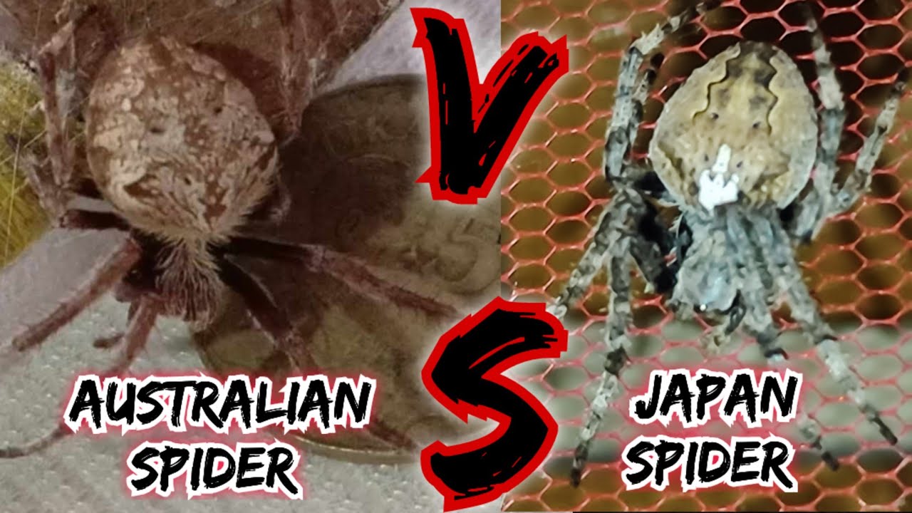 Australian Spider VS Japan Spider - best Fight Ever 2024 #kadagit - YouTube