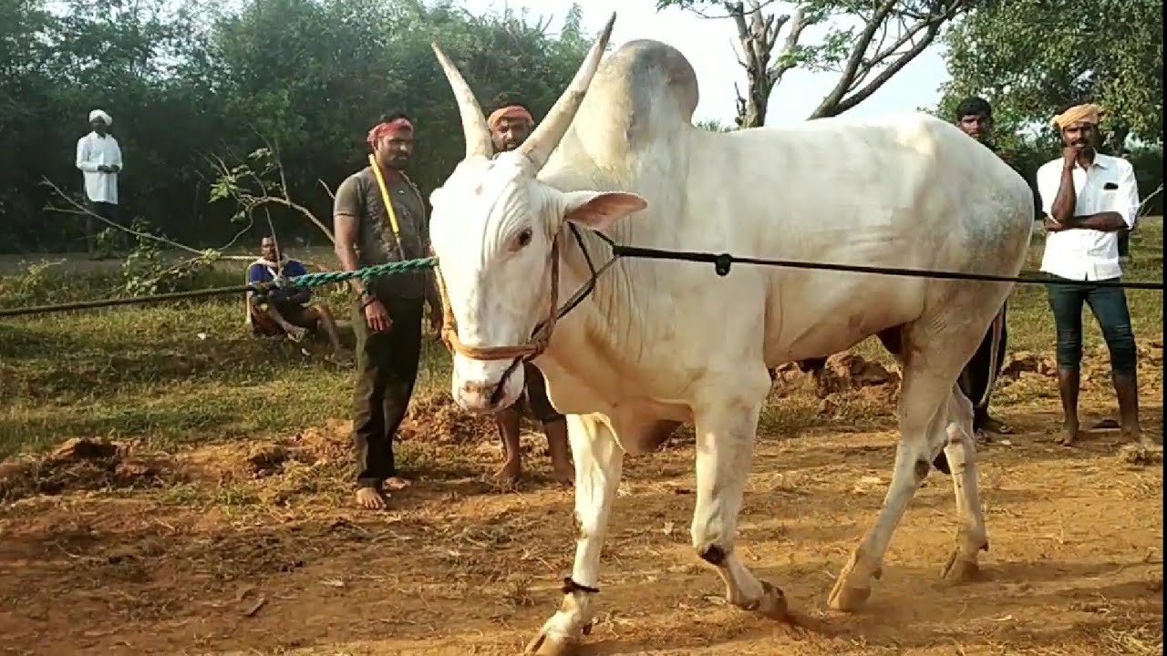 || Aggressive Racing Bulls of Kadoli and Bailur Running in Bailgadi ...