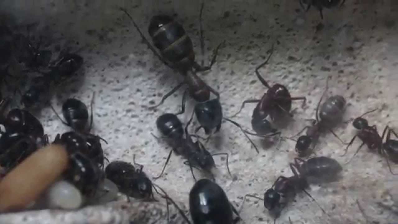 Camponotus ligniperda: Queen vs Major - YouTube
