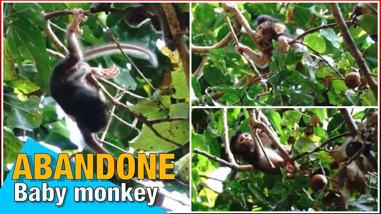 Grab baby monkey fall down. - YouTube