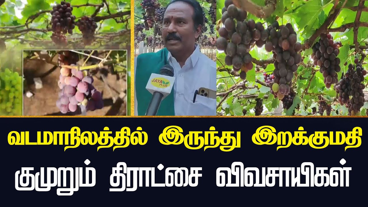 வடமாநிலத்தில் இருந்து இறக்குமதி குமுறும் திராட்சை விவசாயிகள் | Theni ...