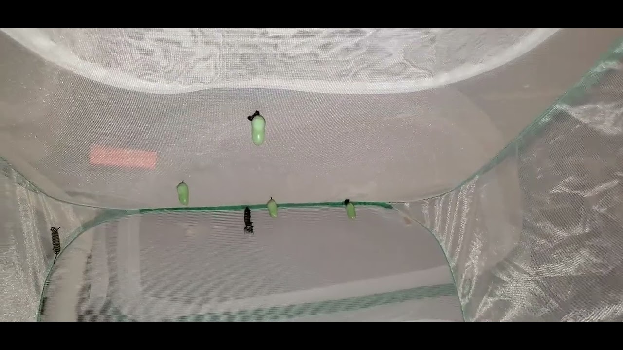 Monarch enclosure...had 10, 3 had failure to pupate, probably pesticide ...