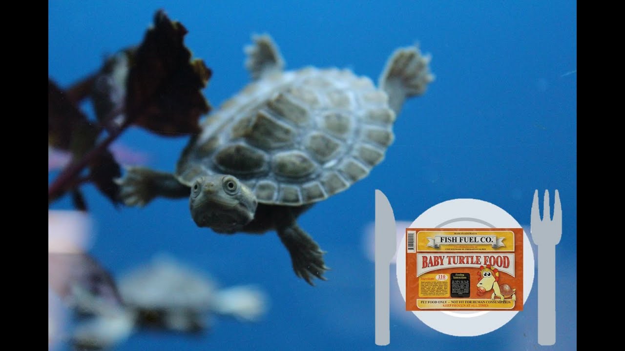 Baby Turtles eating Fish Fuel Co Baby Turtle Dinner - YouTube