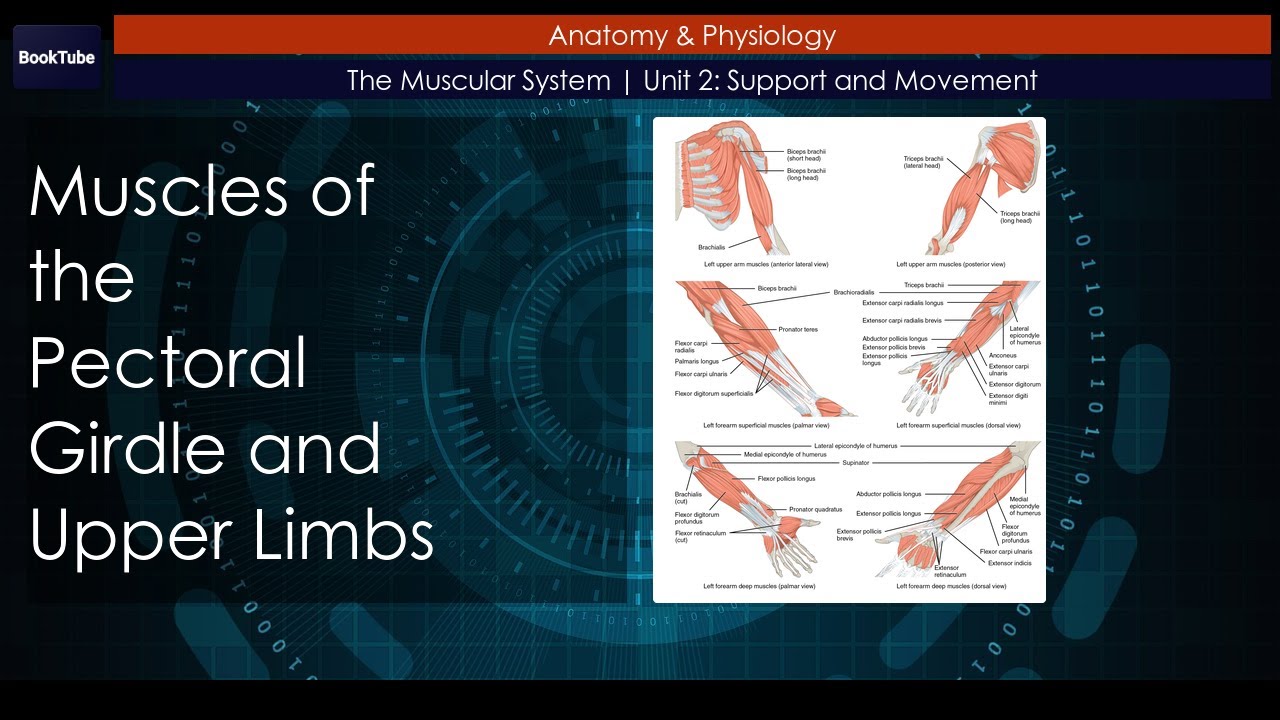 Muscles of the Pectoral Girdle and Upper Limbs | The Muscular System ...