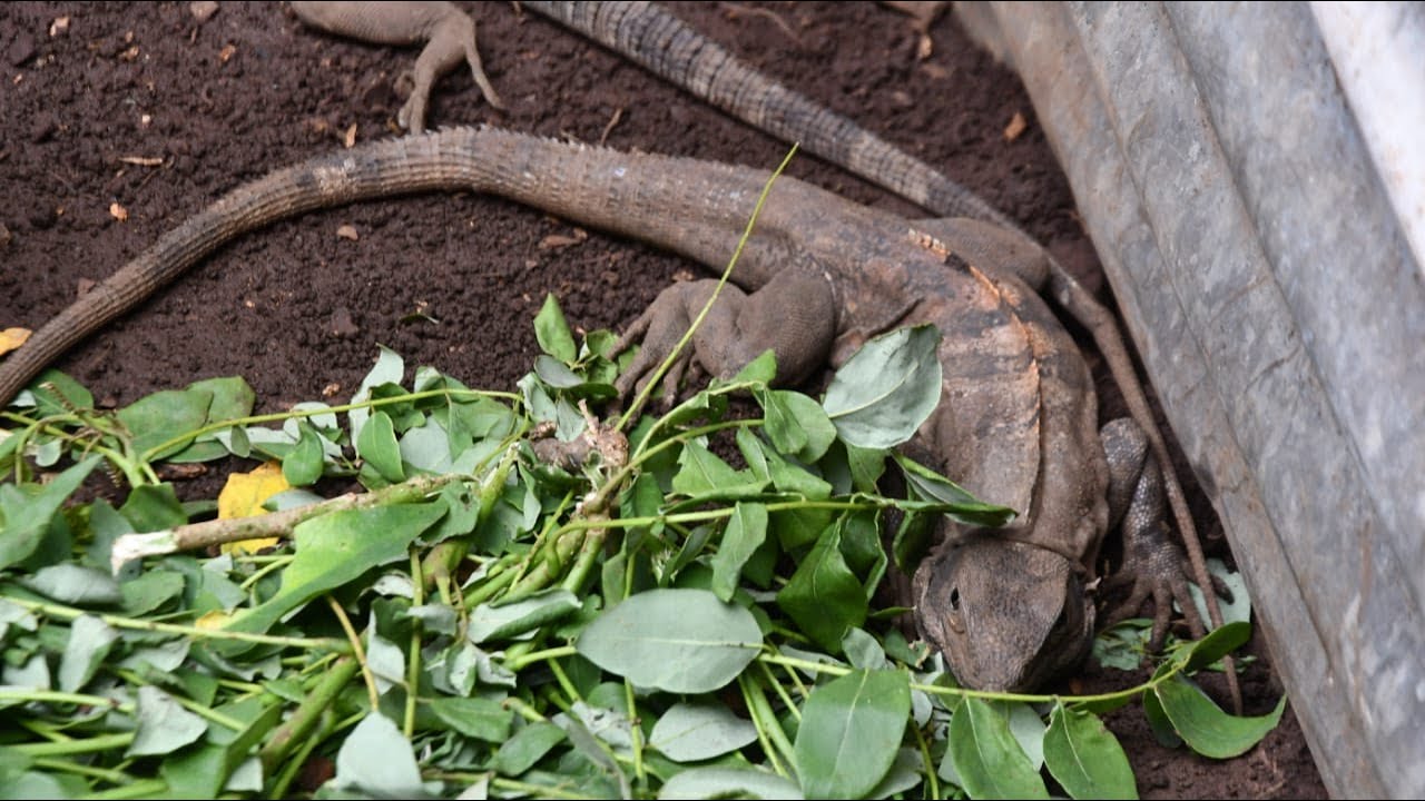 Inauguración de zoocriadero de Garrobo Negro en Masaya - YouTube