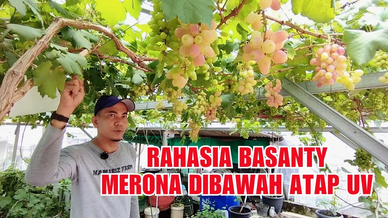 Usut Anggur Basanty Yang Berbuah Lebat Dibawah Naungan Plastik UV - YouTube