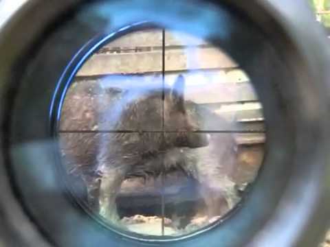 Hog kill with .25 Benjamin Marauder