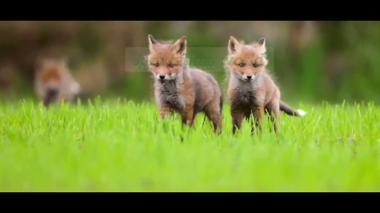 "Cute Baby Animals Galore: Explore the Irresistible Charm of Nature's ...