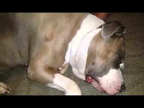 Lip flapping, Snoring Pit bull - YouTube
