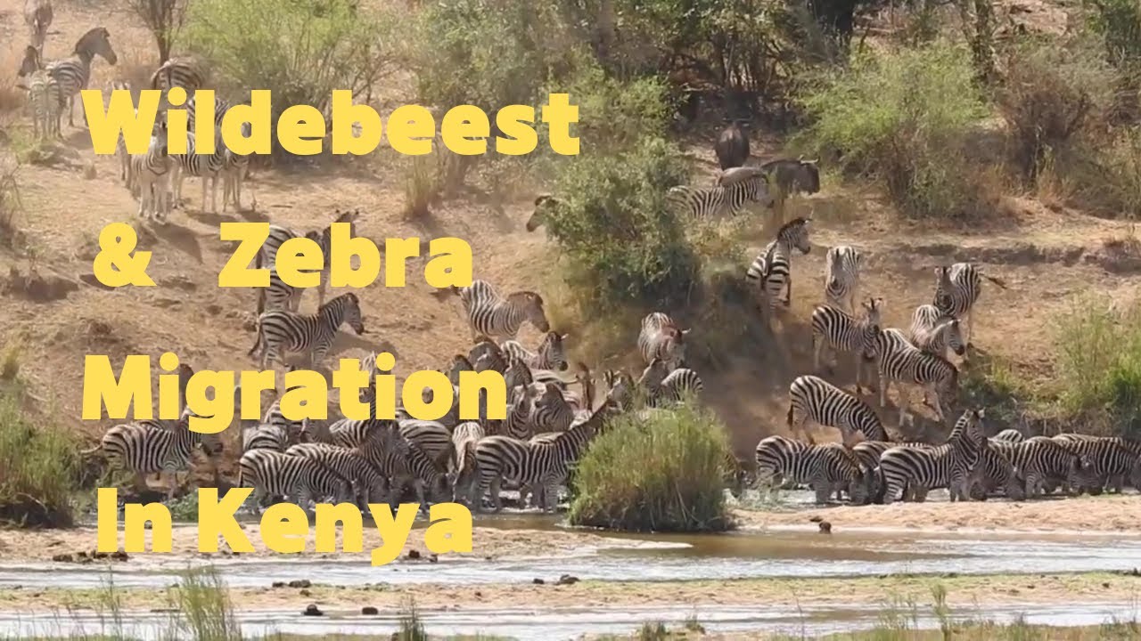 Wildebeest & Zebra migration in Kenya - YouTube