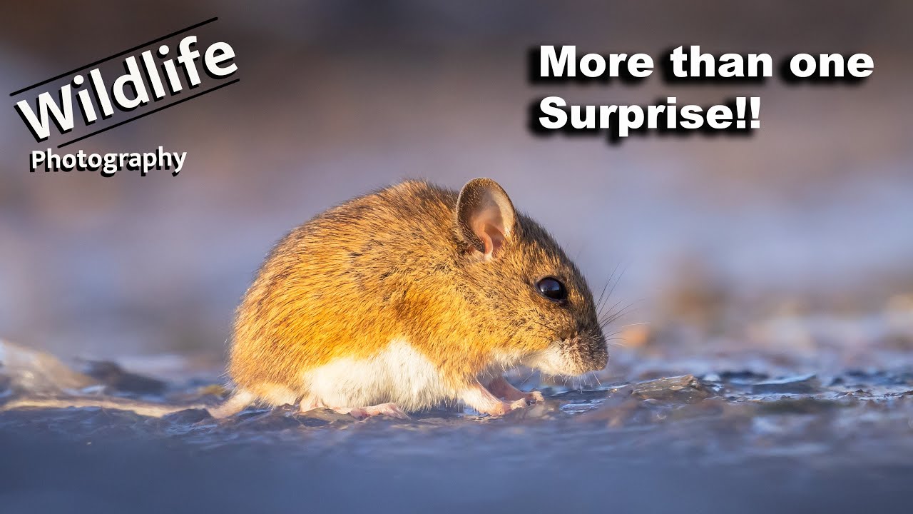 Red-Crested Pochard, Weasels and Mice | UK WILDLIFE and NATURE ...