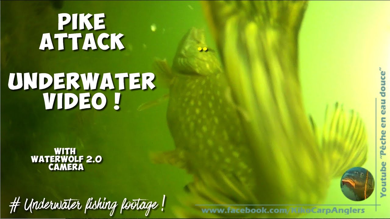 PIKE ATTACK - UNDERWATER FOOTAGE - AMIENS FRANCE (Waterwolf 2.0 camera ...