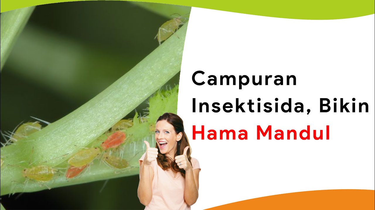 Insektisida Telur Hama Tungau! Campurannya Bikin Mandul - YouTube