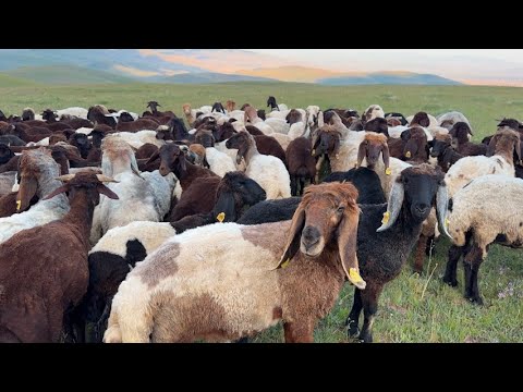 HAMDANİ KOYUNLARIN SÜT VERİMİ - KÖPEKLERİMİZ BOĞUŞTU