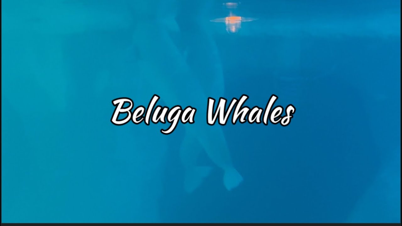 The two Beluga whale brothers - YouTube