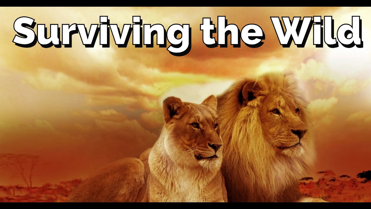 Surviving the Wild: 10 Tips to Outsmart Animal Attacks! - YouTube