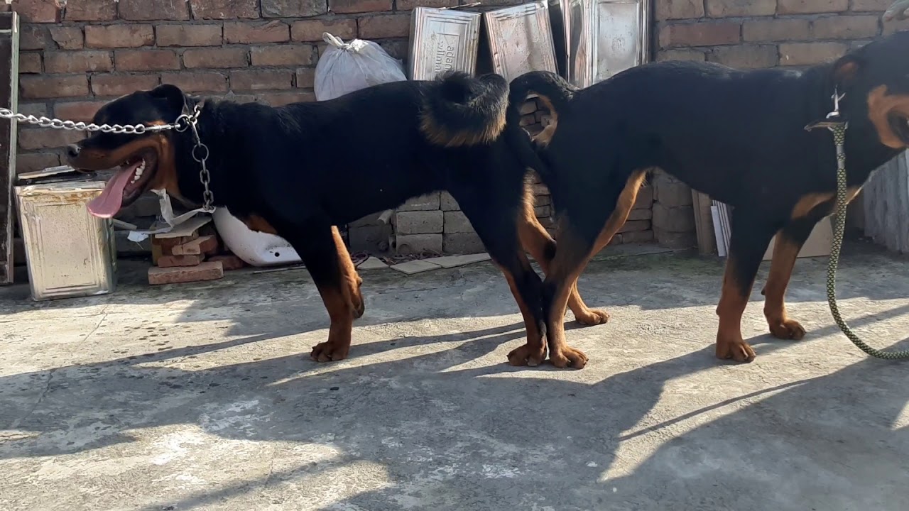 Rottweiler male stud reglt pruf fast mating age 1.2 year not for sale ...