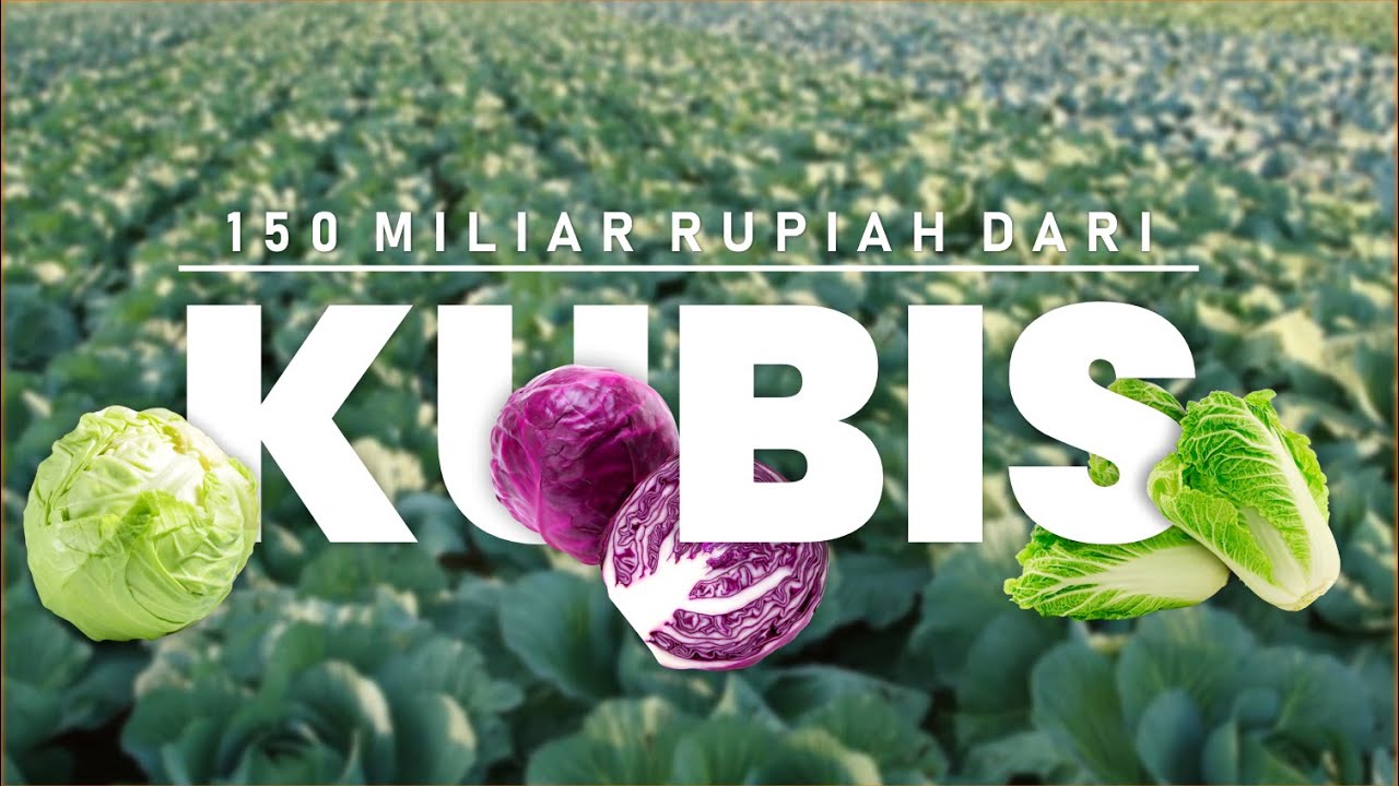 CUAN 150 MILIAR RUPIAH DARI EKSPOR KUBIS ! | US$10 MILLION FRESH CABBAGE EXPORT VALUE ! - YouTube