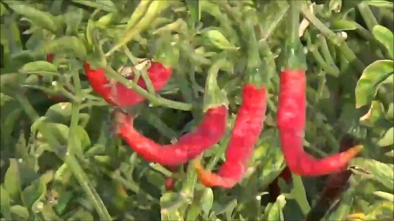 Red Hot Chilli plant Sri Lanka/ பச்சை மிளகாய்/மிளகாய்ச்செடி - YouTube