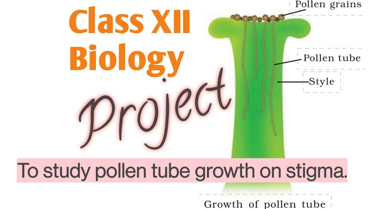 Class XII Biology Project|To Study Pollen Tube Growth On Stigma| Pollen ...