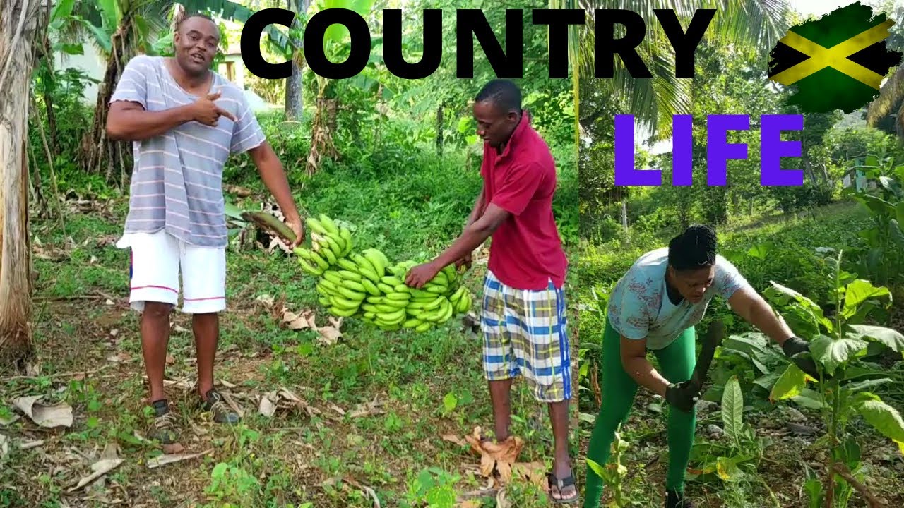 JAMAICAN BACKYARD FARM FARM | EARLY MORNING VIBES | JAMAICA VLOG ...