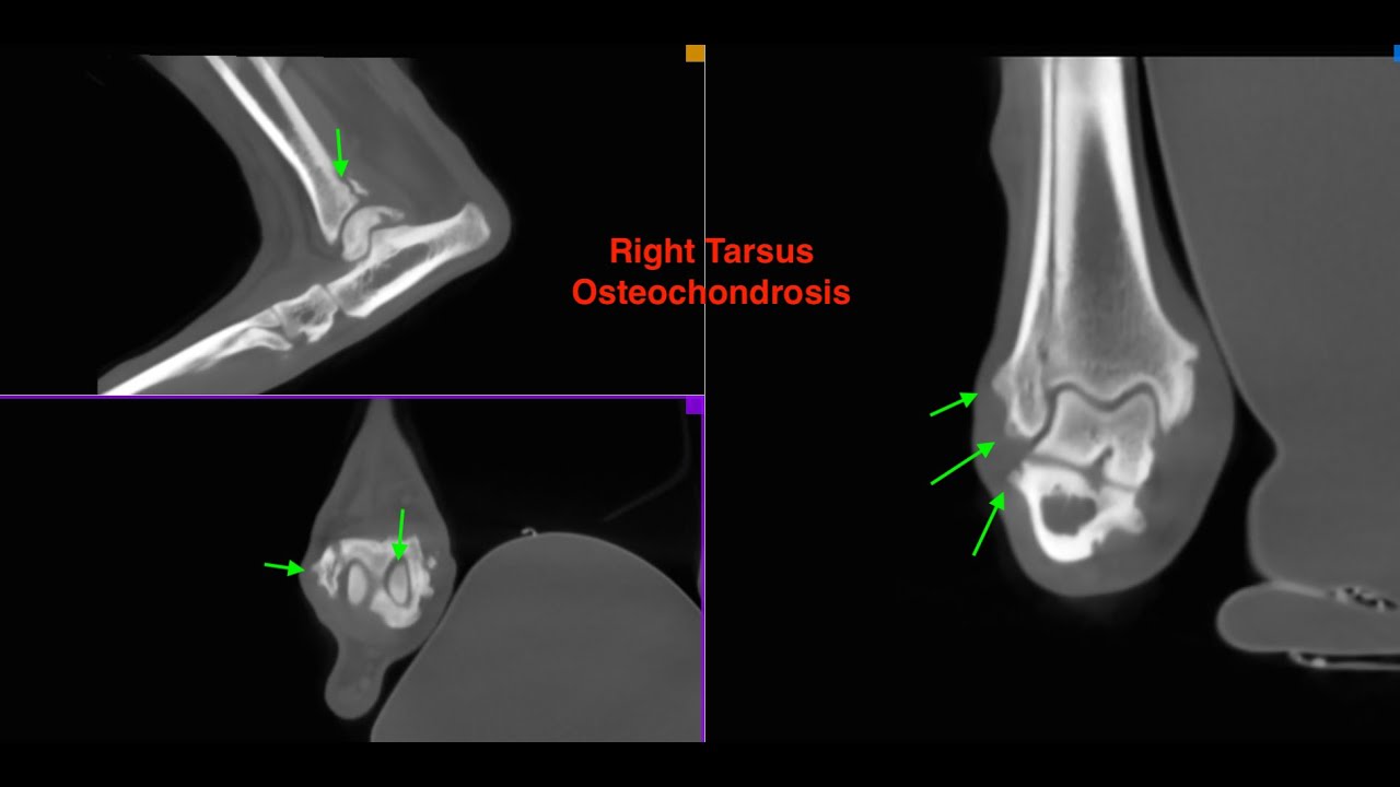 Labrador Retriever w OCD in Right Tarsus Vimago HDVI CT - YouTube