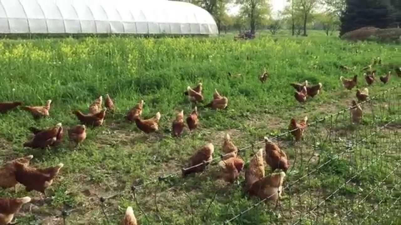 Moving Our Chickens Onto Fresh Pasture - YouTube