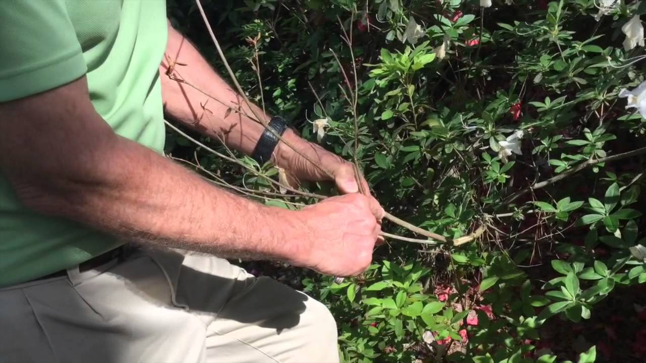 Azalea Dieback - YouTube