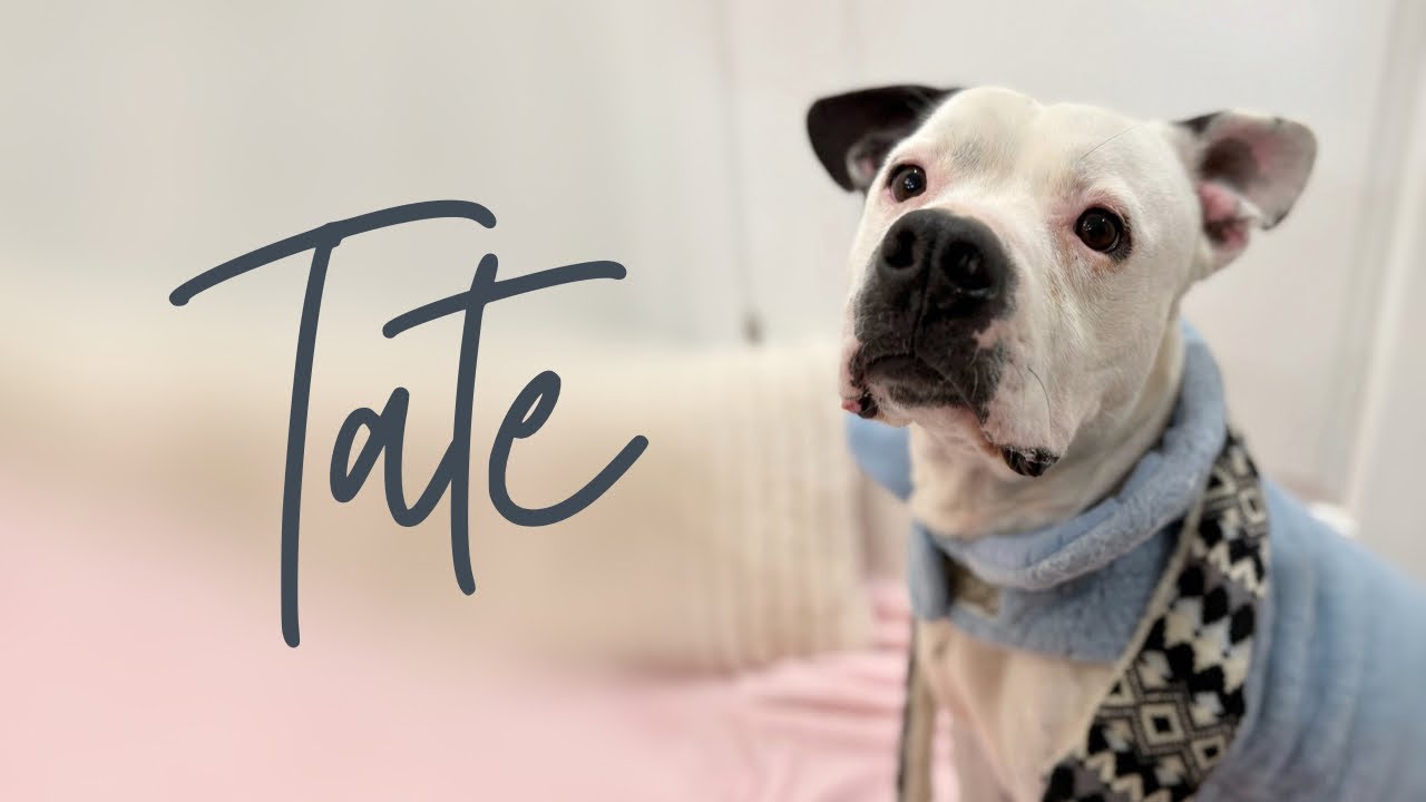Sweet adoptable Tate loves kids, dogs and CHEESE! - YouTube