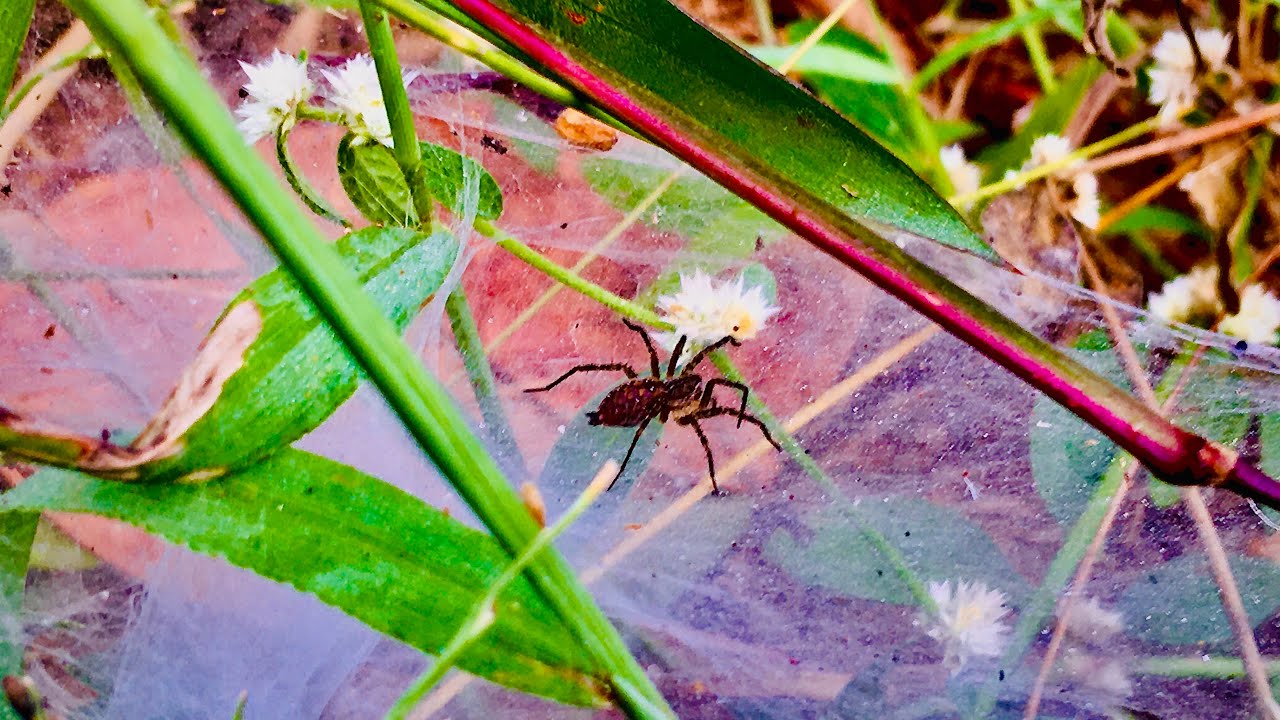Small spider house web | AshiqueArena | - YouTube