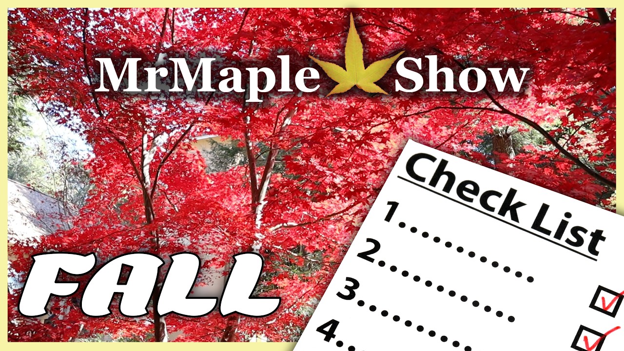 Japanese Maple Care Guide for Fall | Tips from MrMaple - YouTube