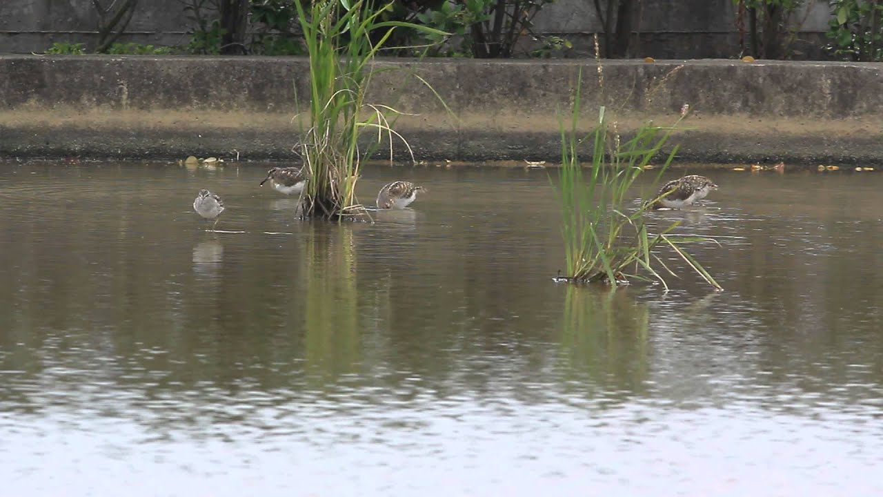 Greater painted-snipe breeding babies 彩鷸育雛 - YouTube