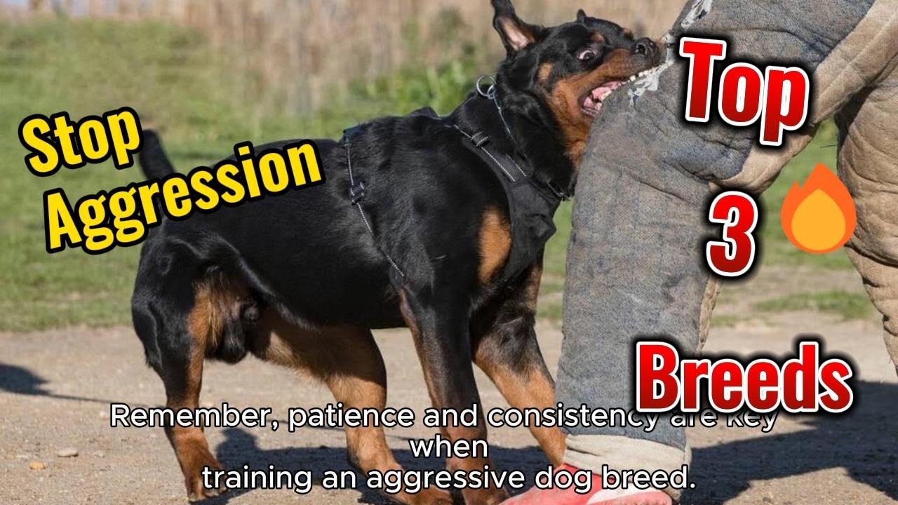 Top 3 Aggressive Dog Breeds and Some Effective Ways to Control this ...
