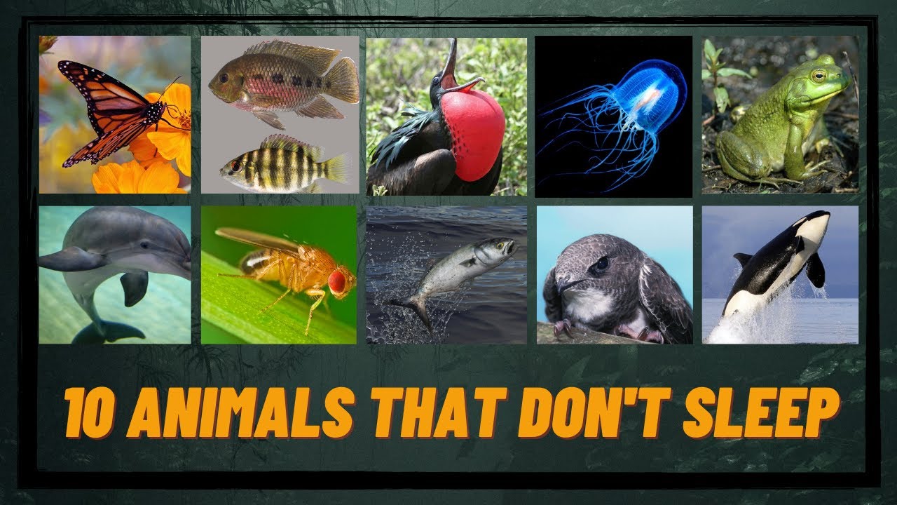 10 Animals that don't Sleep - YouTube